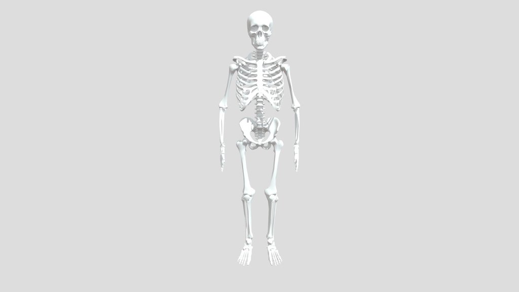Bones - A 3D model collection by cgspektor - Sketchfab