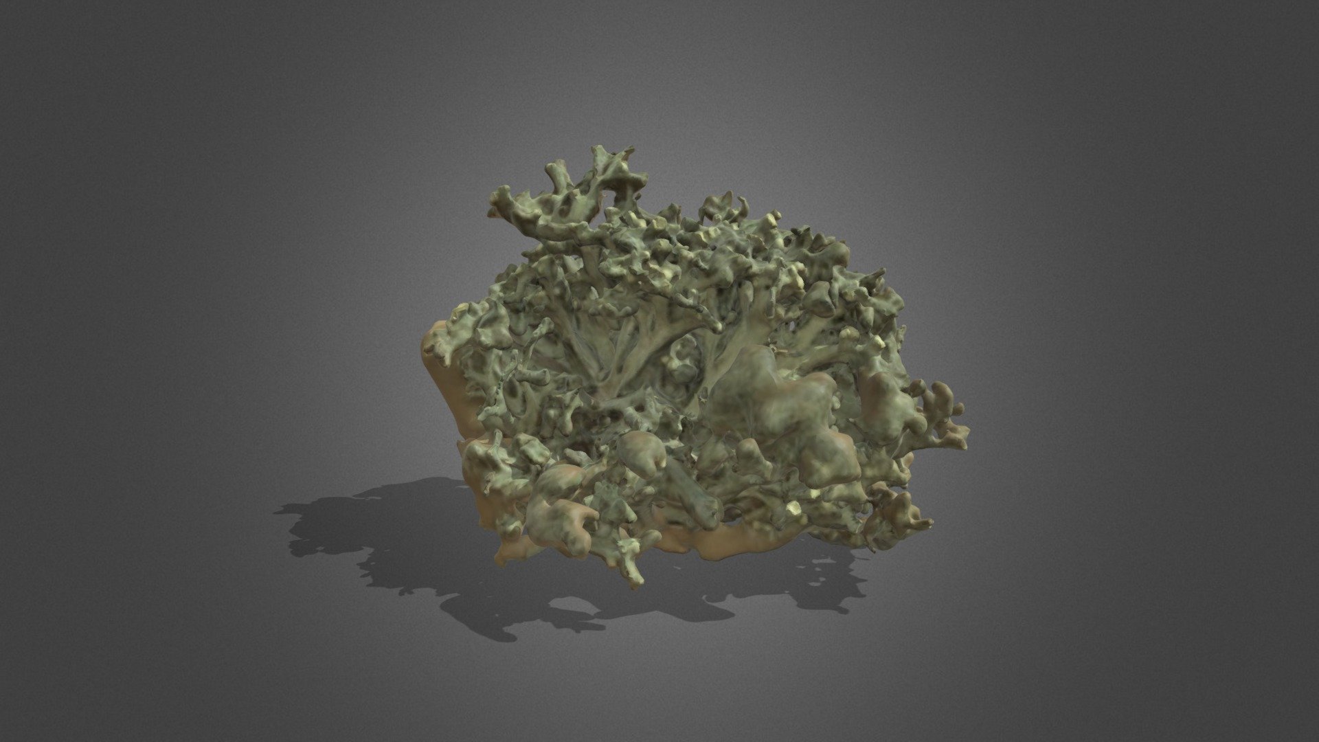 Lichen test-1 - Download Free 3D model by FillBi [3e82737] - Sketchfab