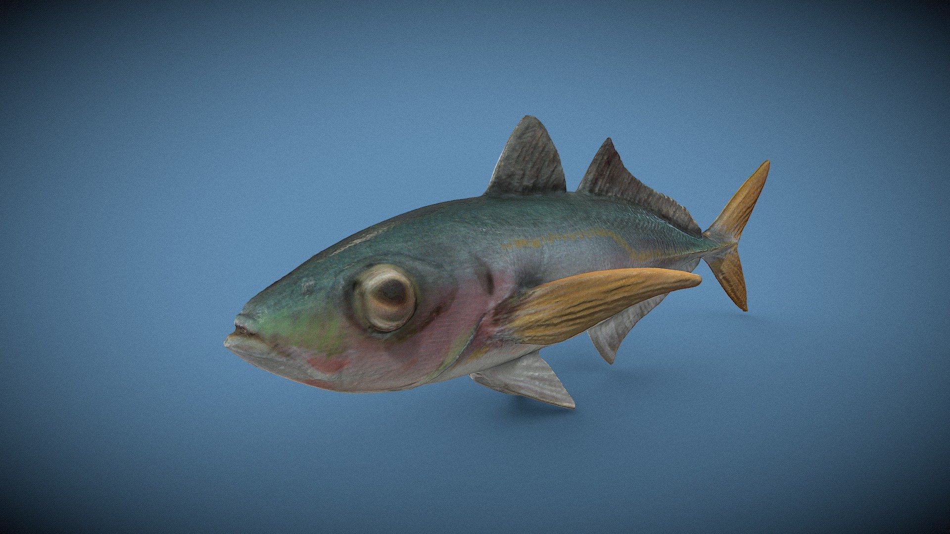 Сафрид (Trachurus Mediterraneus Ponticus Aleev ) - 3D model by Archive ...