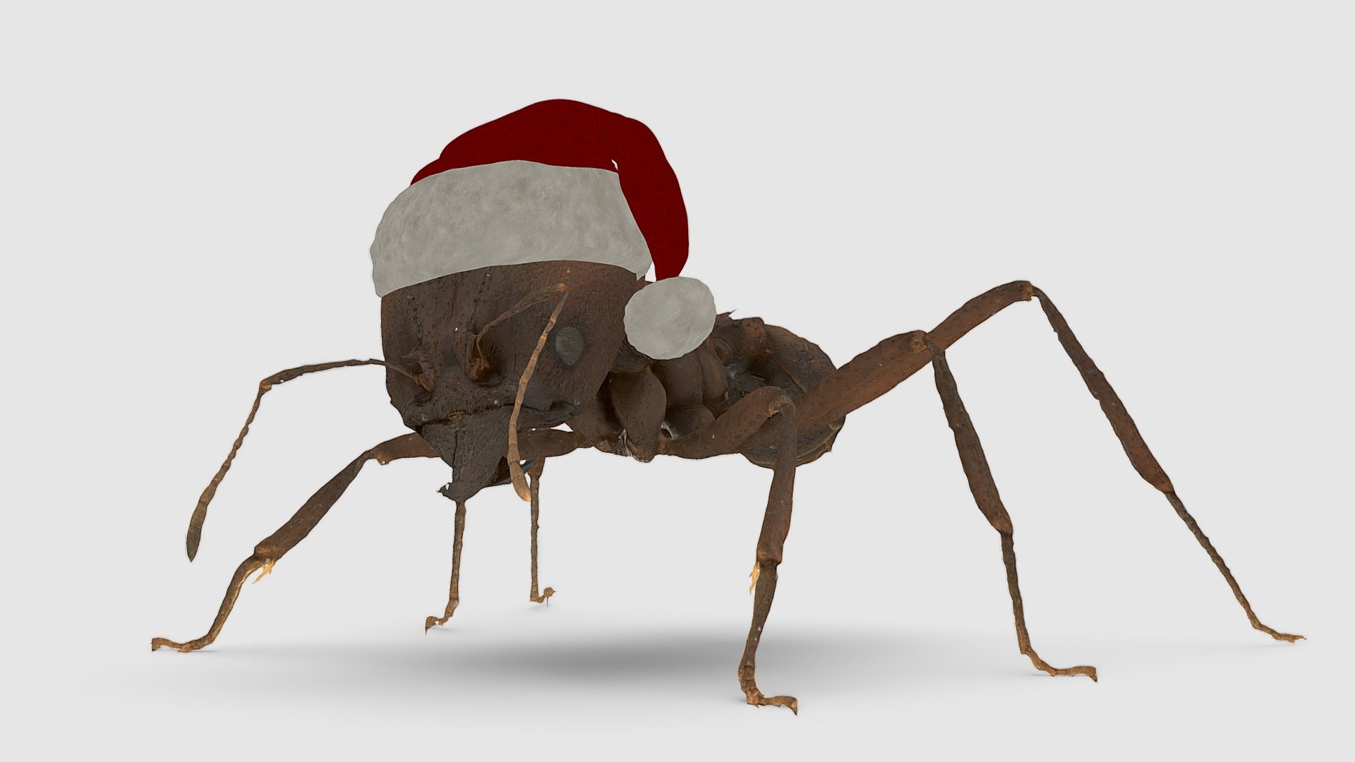 Atta Vollenweideri (Festive Edition) - Download Free 3D model by ...