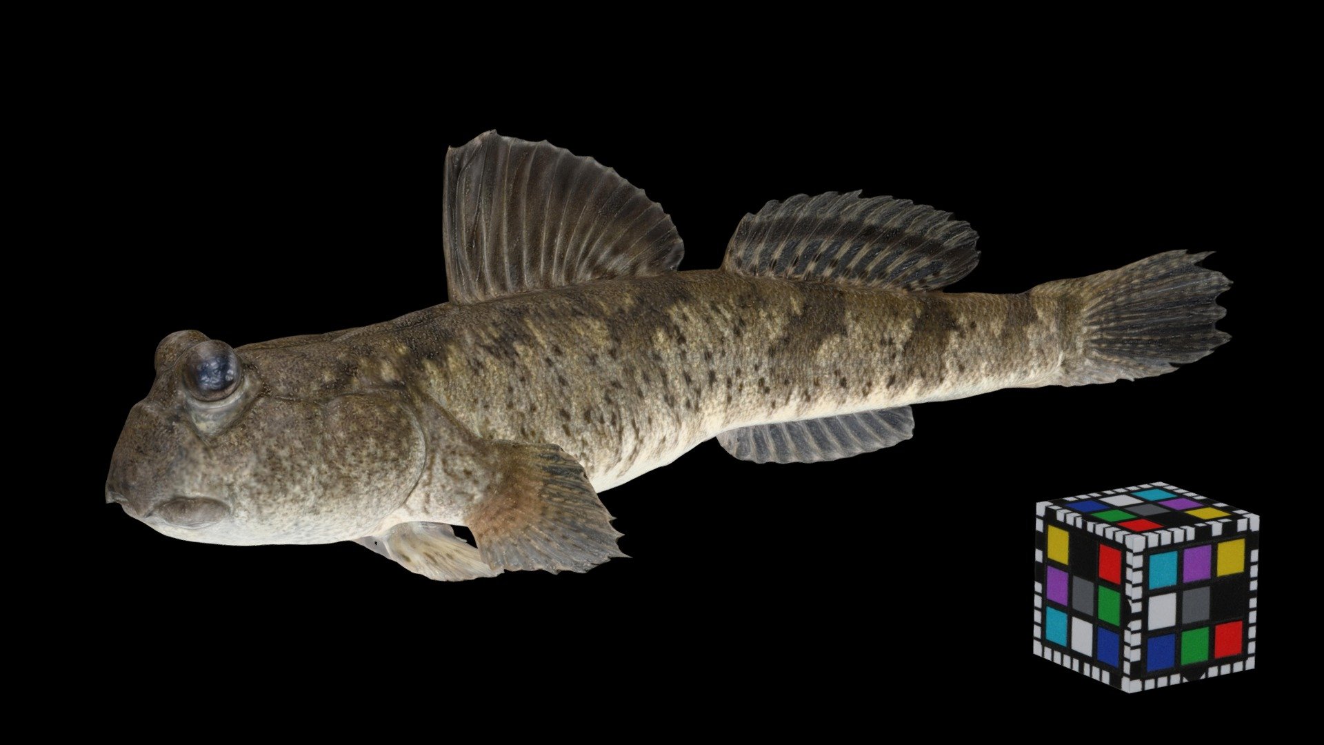 CC0 トビハゼ 🐟 Shuttles Mudskipper, P. modestus - Download Free 3D model by ...