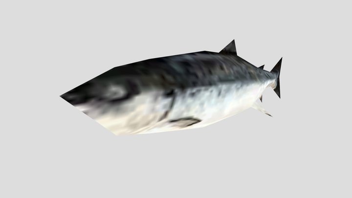 Salmon 3D models - Sketchfab