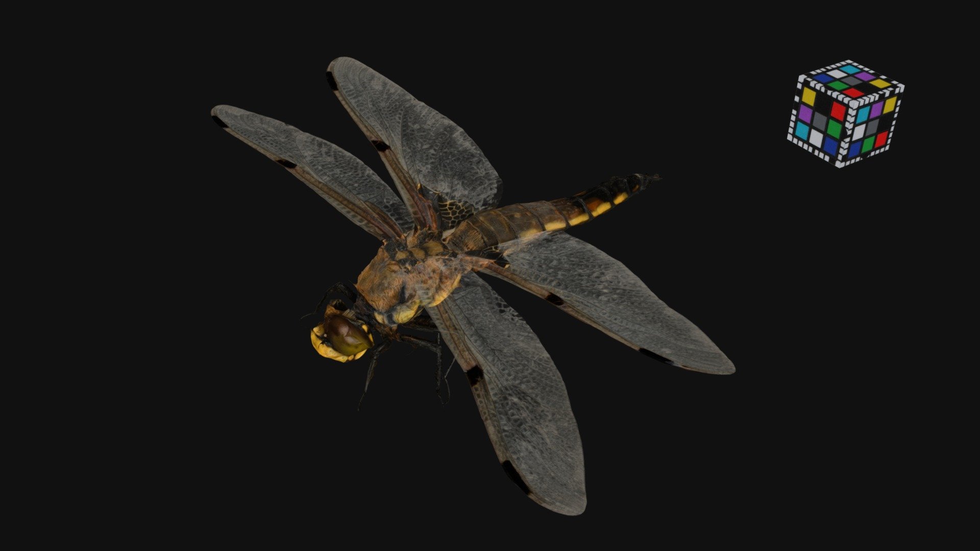 CC0 ヨツボシトンボ ♂ Four-spotted Chaser - Download Free 3D model by ffish ...