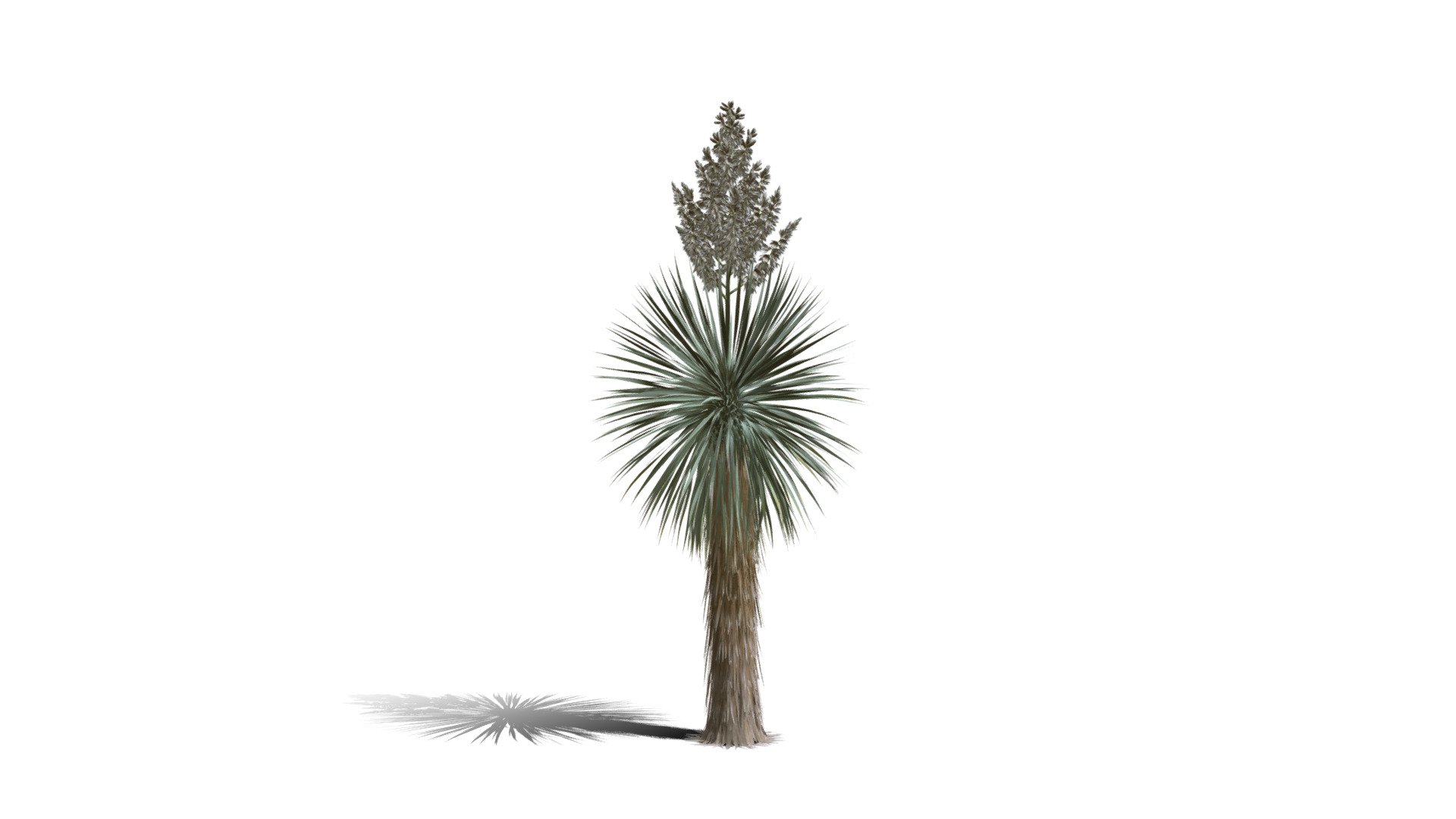 Realistic HD Beaked yucca (13/30) - Buy Royalty Free 3D model by ...