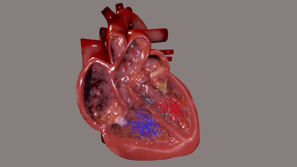 heart - A 3D model collection by lbl590e - Sketchfab