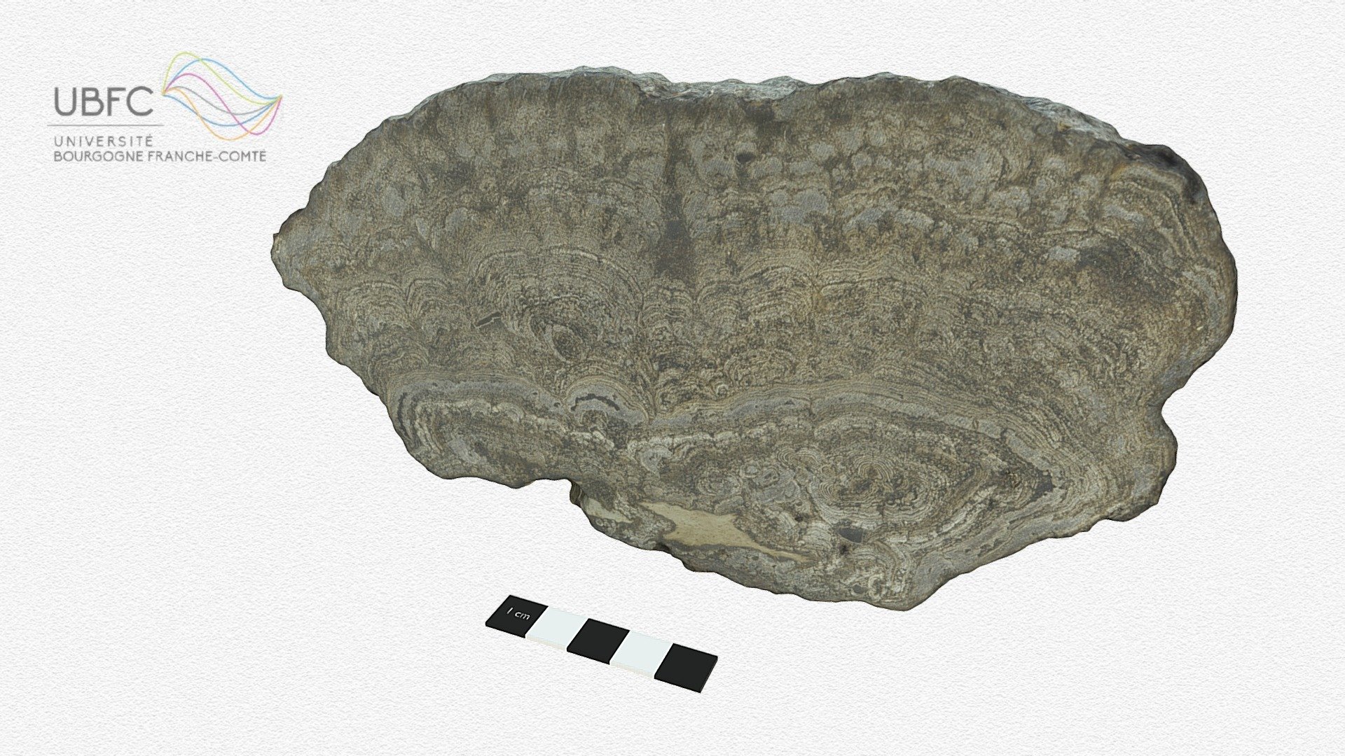 Stromatolite - 3D model by Buoncristiani JF. (@jfbuon) [3e982a5 ...
