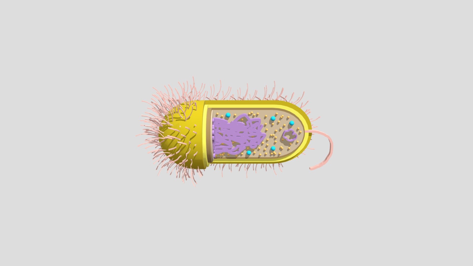Bacterial-cell-model - 3D model by rosaalelory [3e9b4fd] - Sketchfab