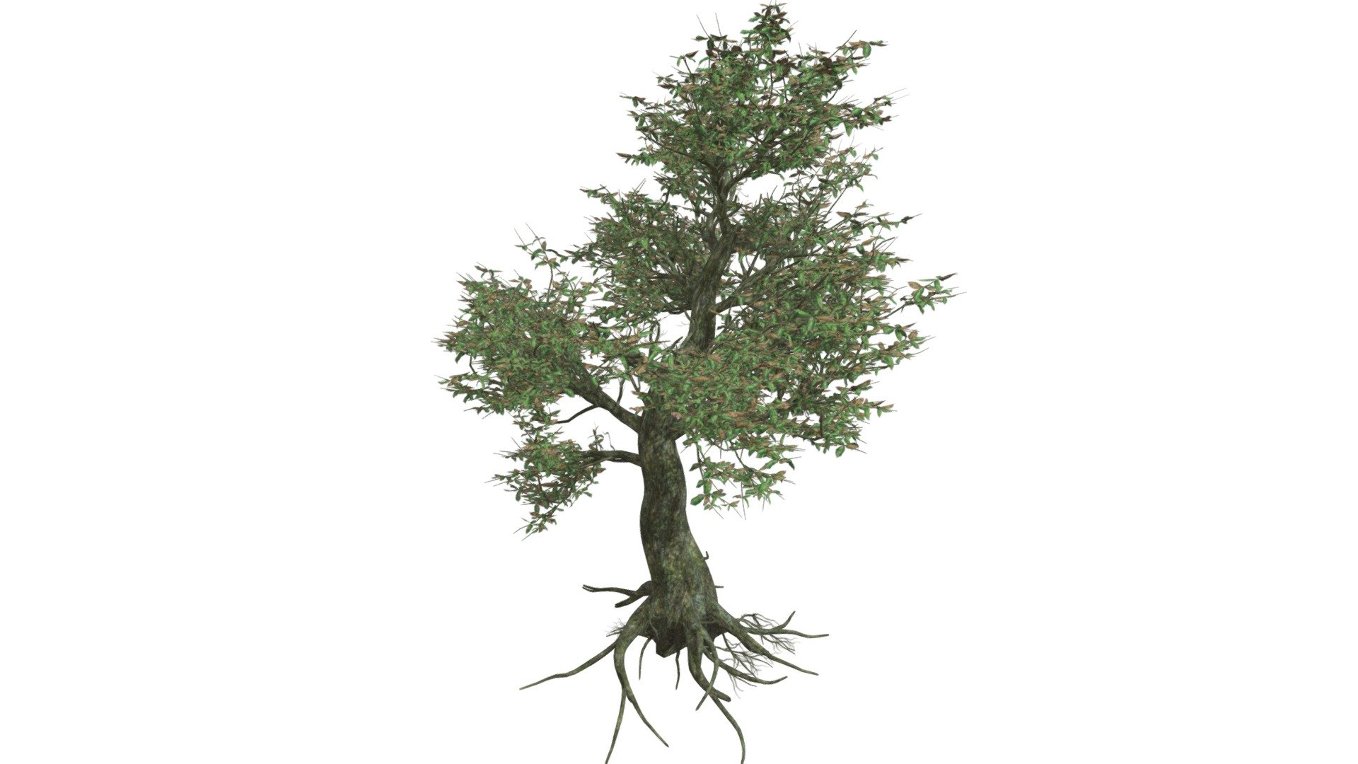 Kingsville Boxwood Tree #02 - Buy Royalty Free 3D model by meshshape ...