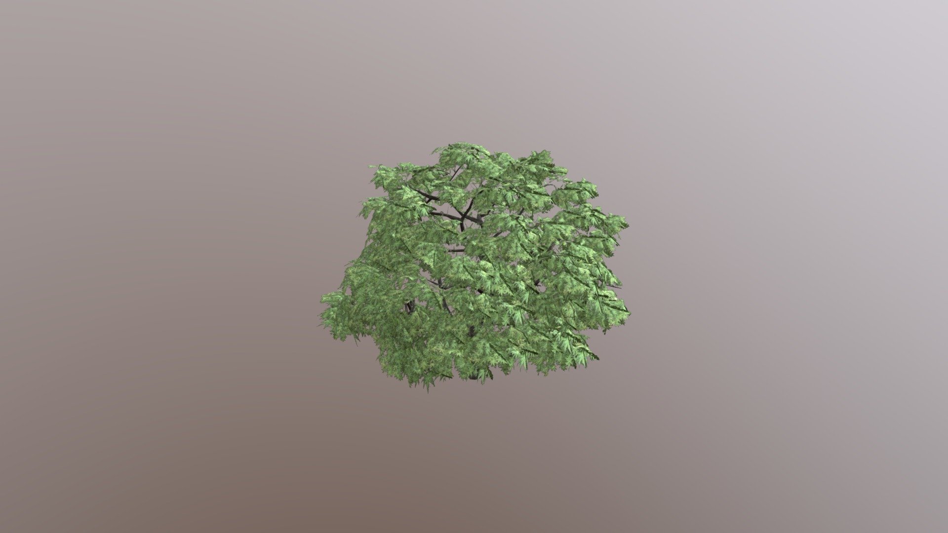 Cay 1 - Download Free 3D model by thangtacong [3ea6833] - Sketchfab