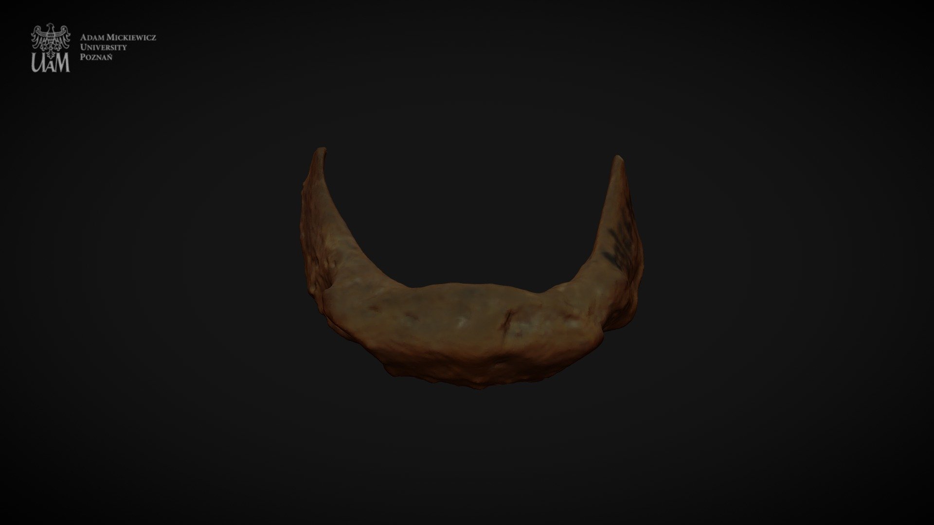 Achondroplastic dwarf - Hyoid bone - 3D model by AMU Human Evolutionary ...