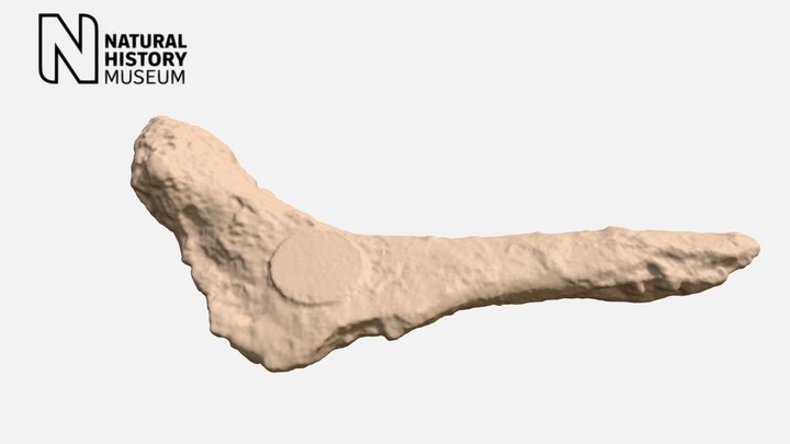 Scelidotherium 3D models - Sketchfab