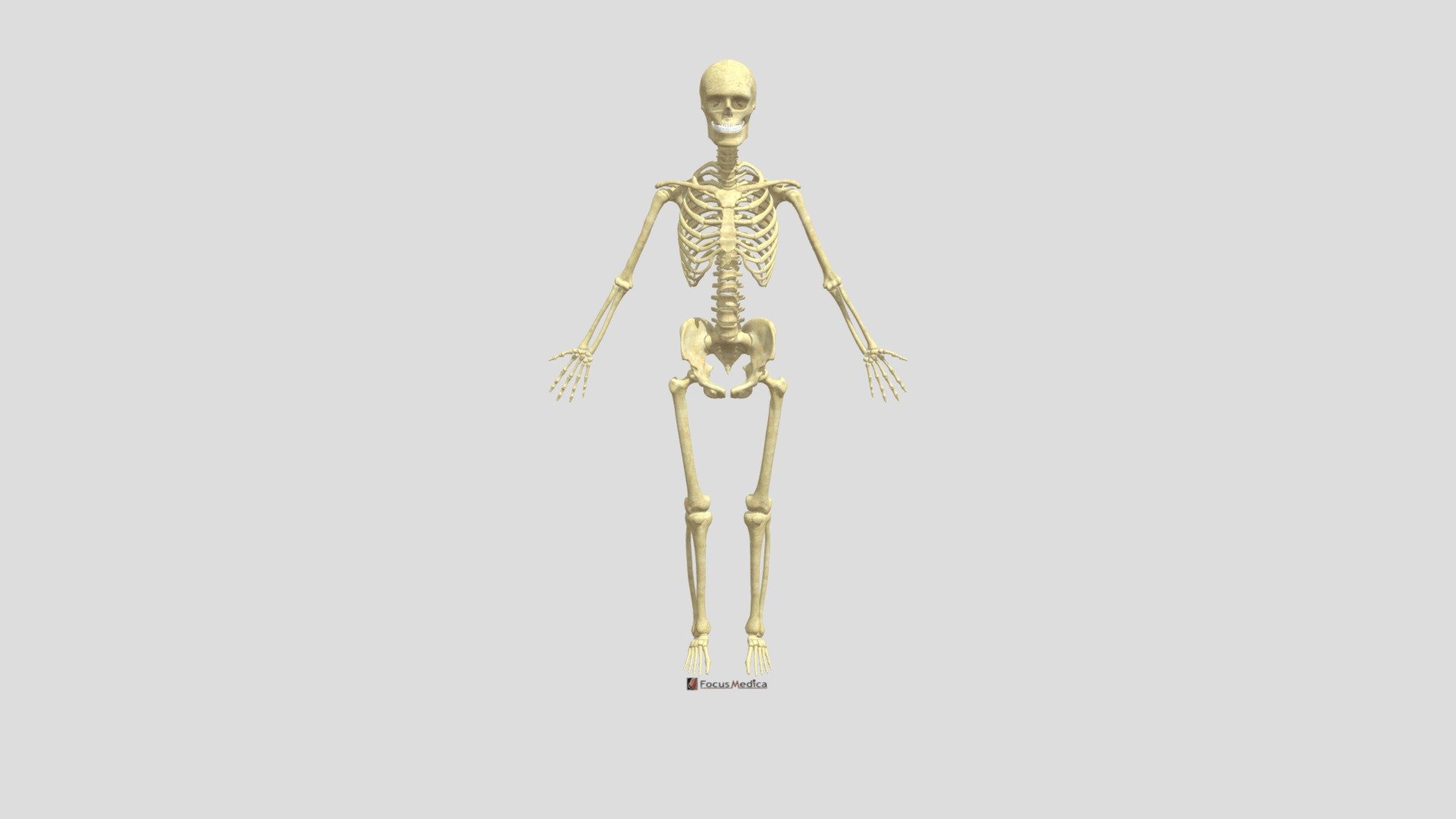 Skeleton System - 3D model by Focus Medica (@lokeshk) [3eaf3ec] - Sketchfab