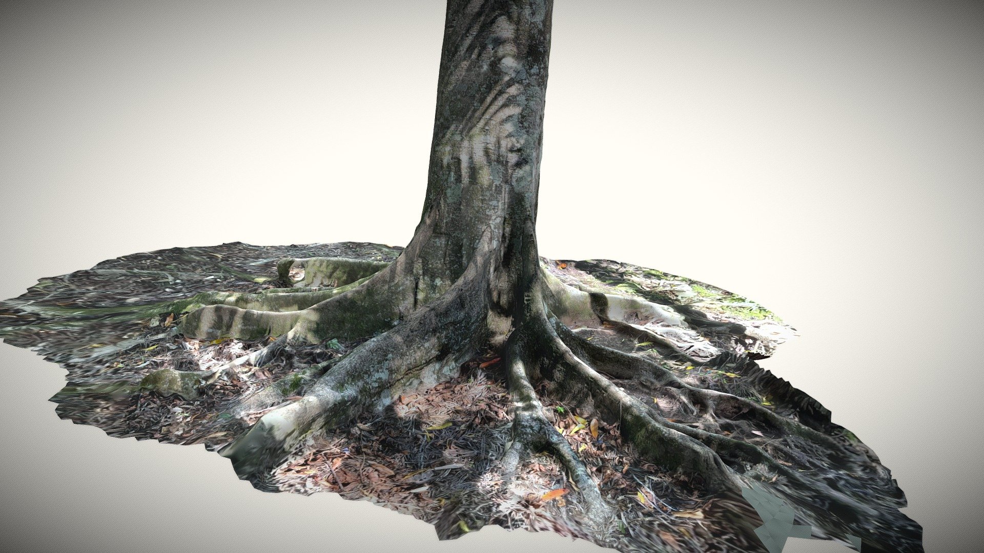 Rainforest tree stem scan Trnio+ (beta) - 3D model by Luke Jeffrey ...