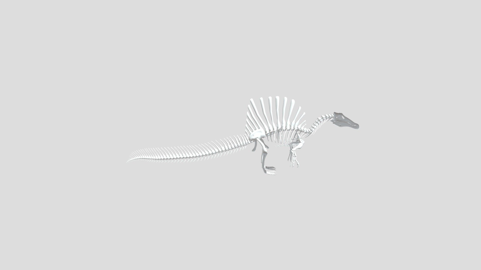 Spinosaurus Skeleton - Download Free 3D model by PlaugesOfDeath ...