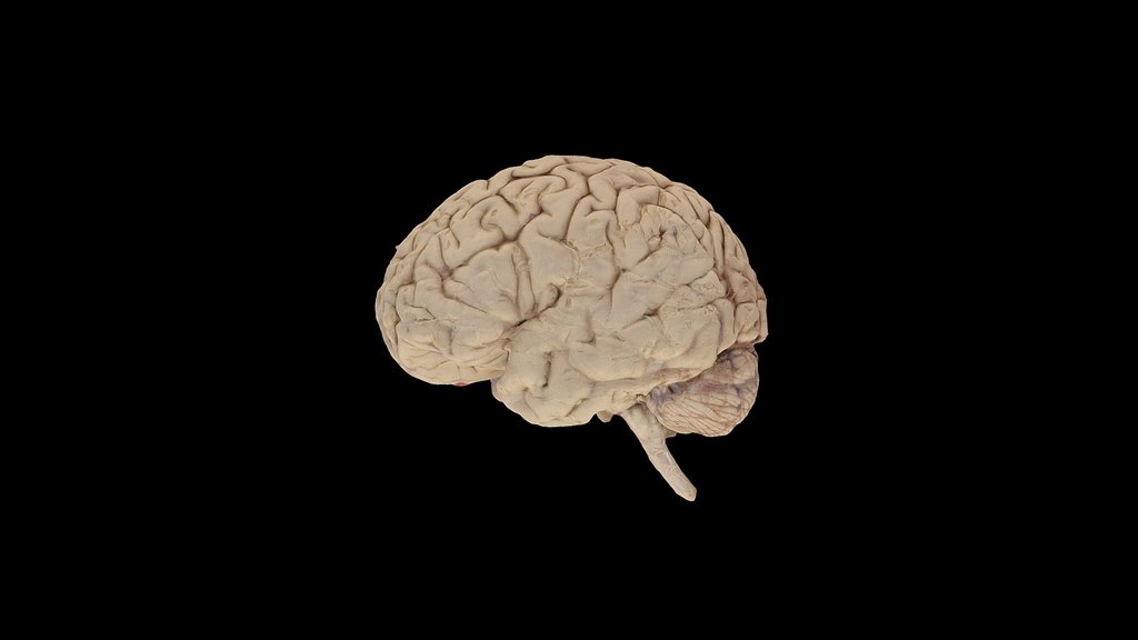 Neuro - A 3D model collection by Rafaelvargasandia - Sketchfab