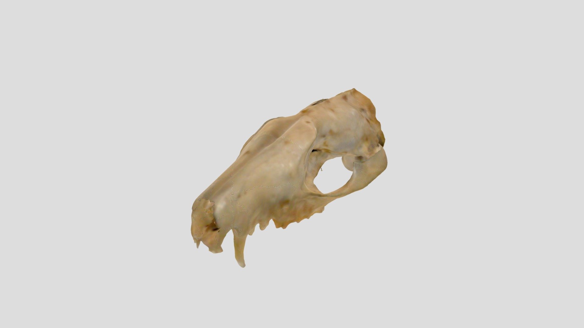 WAM M1234 - Western Quoll or Chuditch (Skull) - 3D model by Western ...