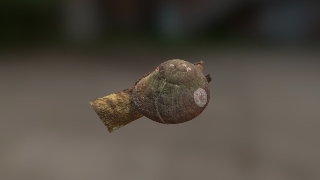 Moon Snail - 3D model by tscheer [3ec6bb7] - Sketchfab