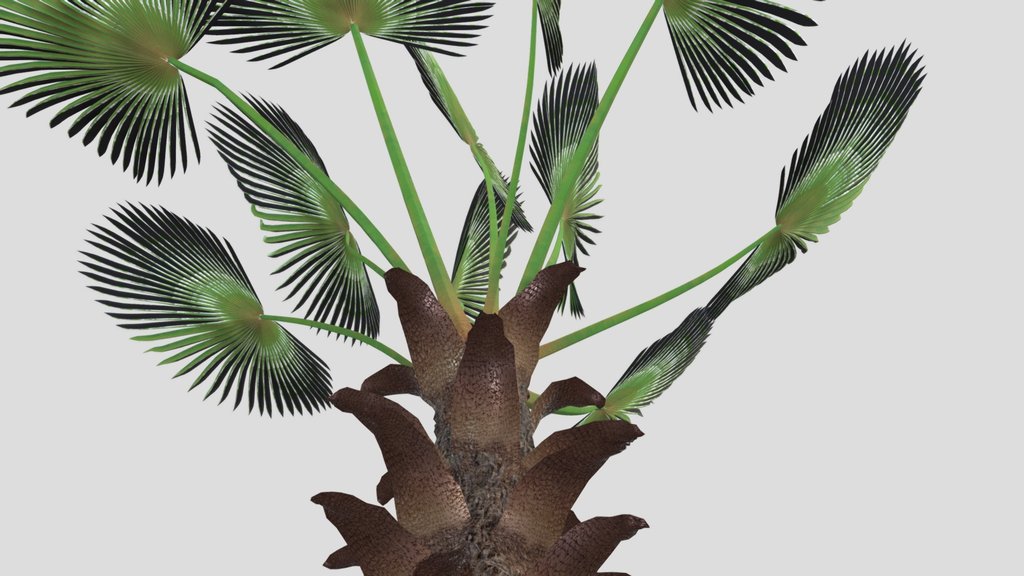 India trees - A 3D model collection by Ricky.Jordan.Letendre - Sketchfab