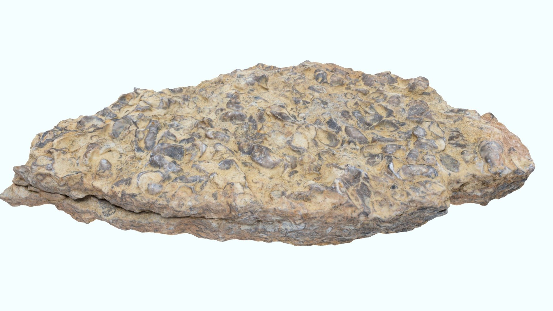 Calcaire à Avicula contorta - 3D model by Ecole Nationale Supérieure de ...