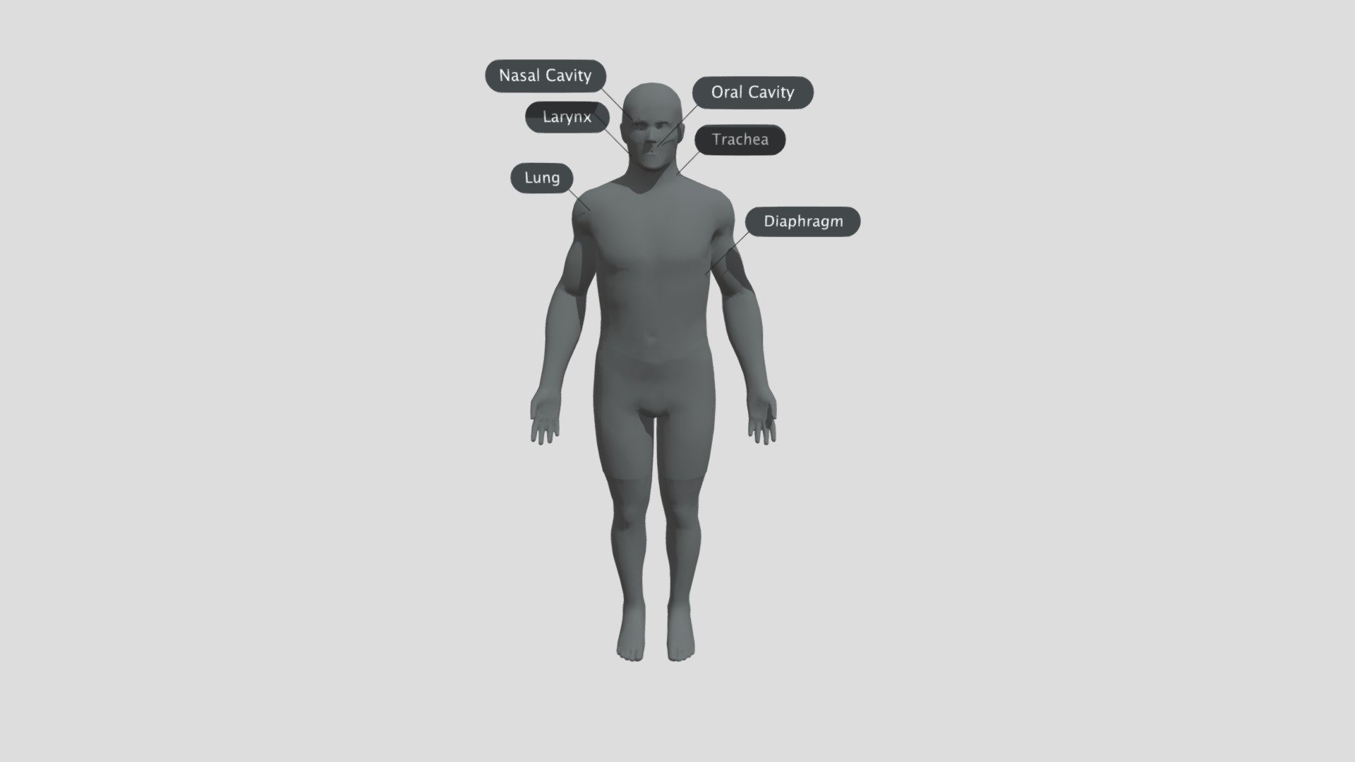 he-ho-hap - 3D model by cuongvuive1 [3ed29ff] - Sketchfab