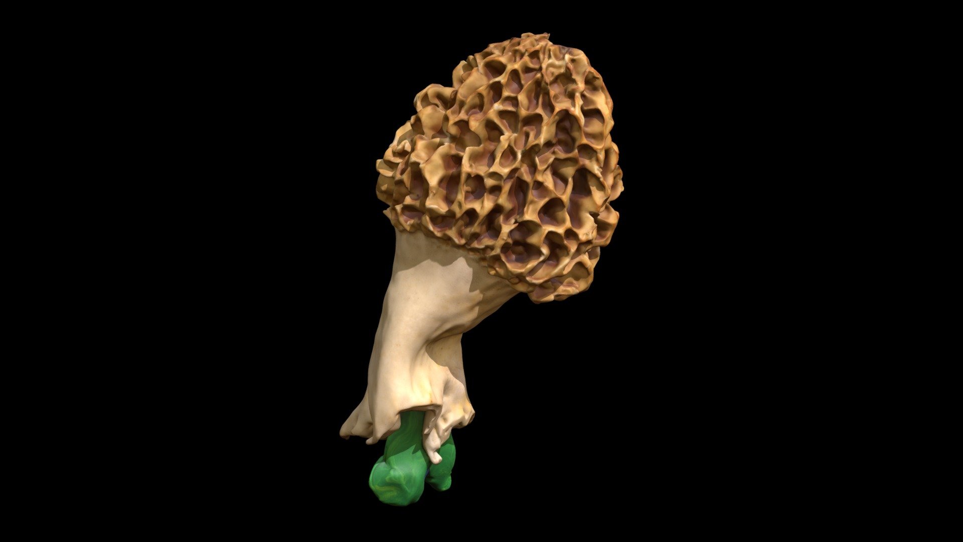 Morel Fungi #2 - Download Free 3D model by kevjumba (@kevinmullin99 ...