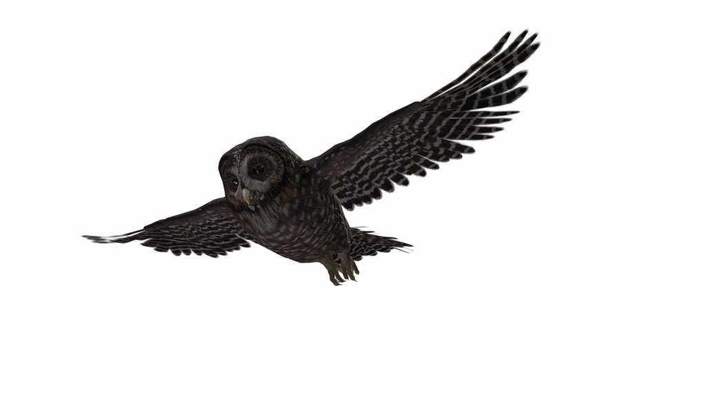 Birds in flight - A 3D model collection by derekford - Sketchfab
