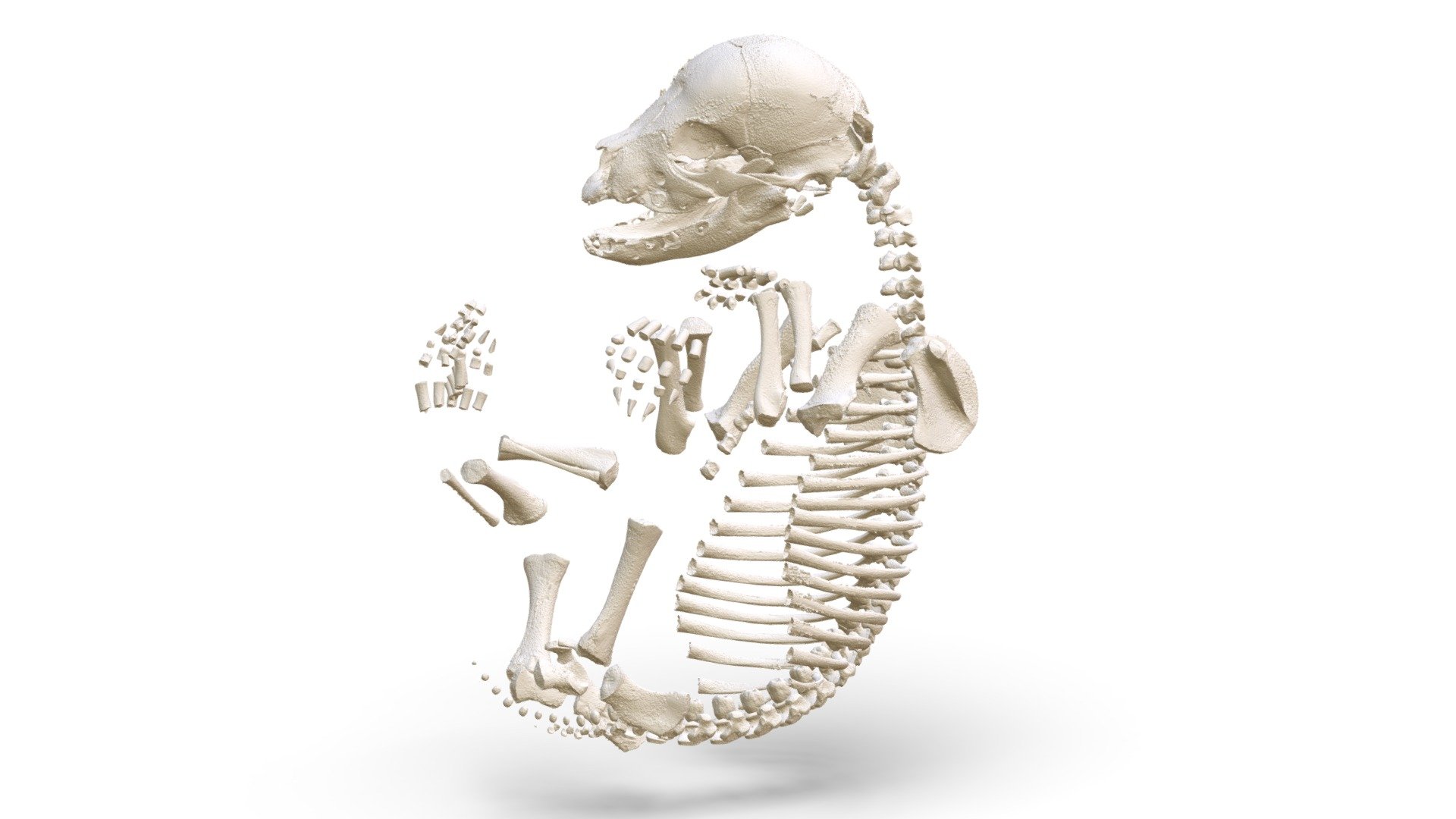 Ursus martimus (MSB:Mamm:34643) - 3D model by Biodiversity [3ed9830 ...