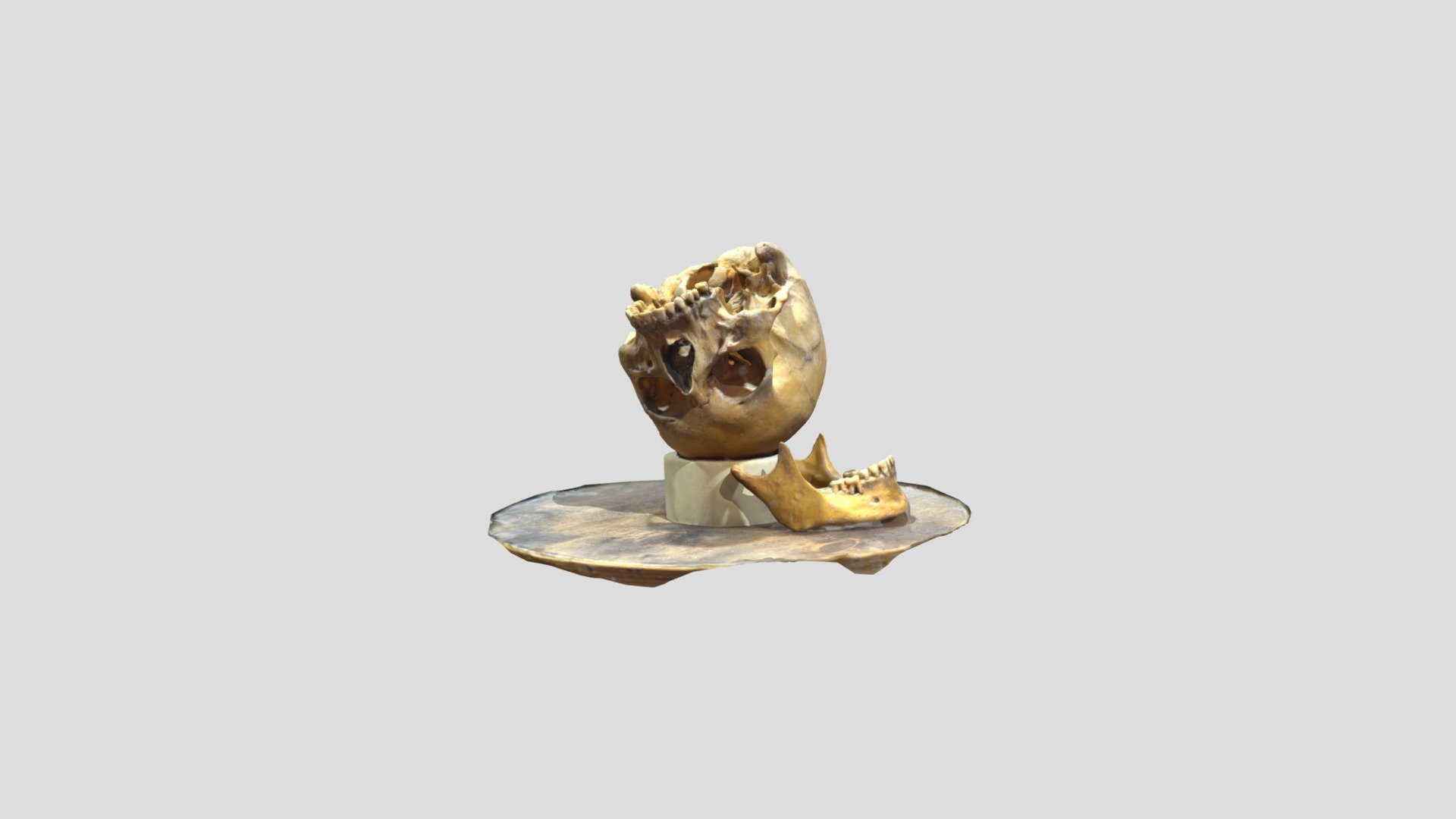 Череп 2 scull - 3D model by Sculpt Art (@sculpt_art) [3edb93e] - Sketchfab