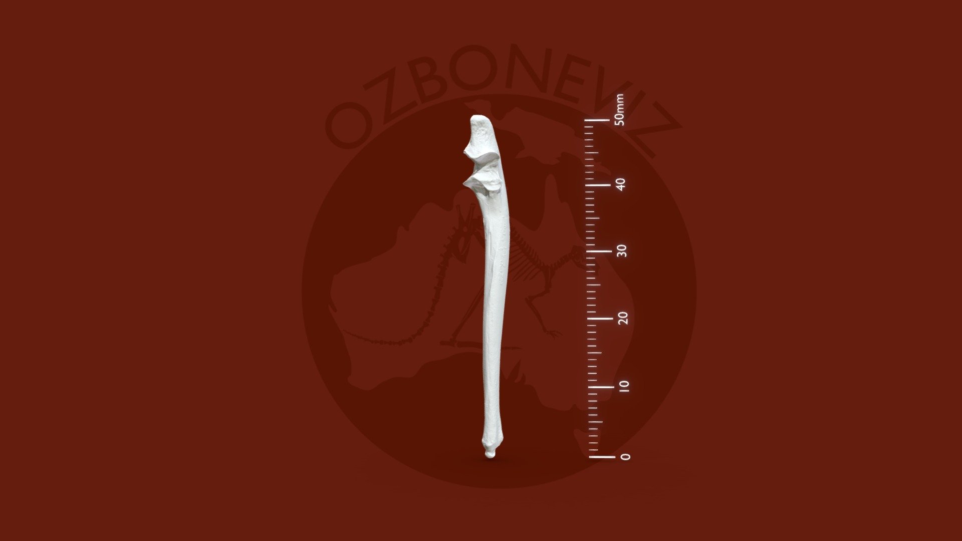 Woylie (brush-tailed bettong) ulna - 3D model by Ozboneviz [3ede47d ...