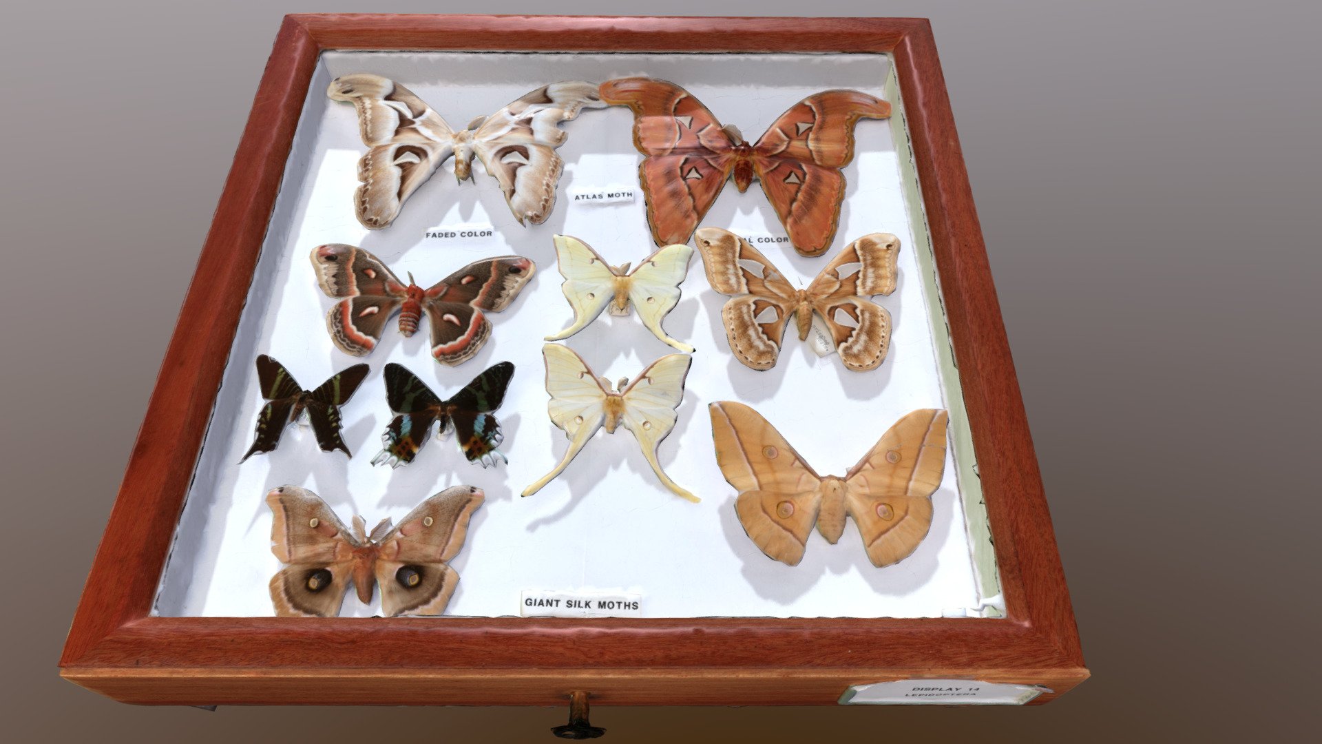 Lepidoptera Display - 3D model by Nebraska Public Media ...