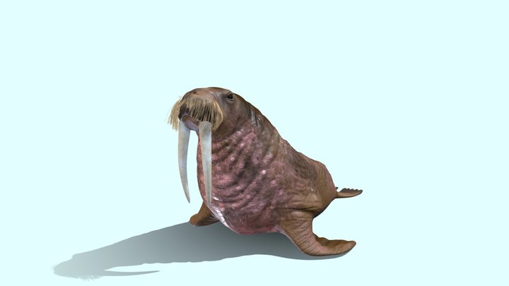 Walrus 3D models - Sketchfab
