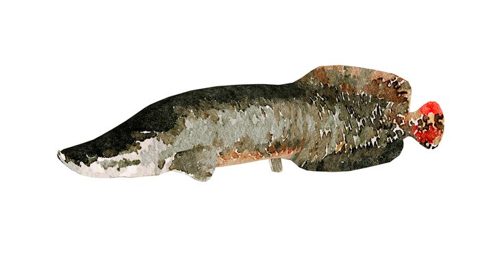 Arapaima 3D models - Sketchfab