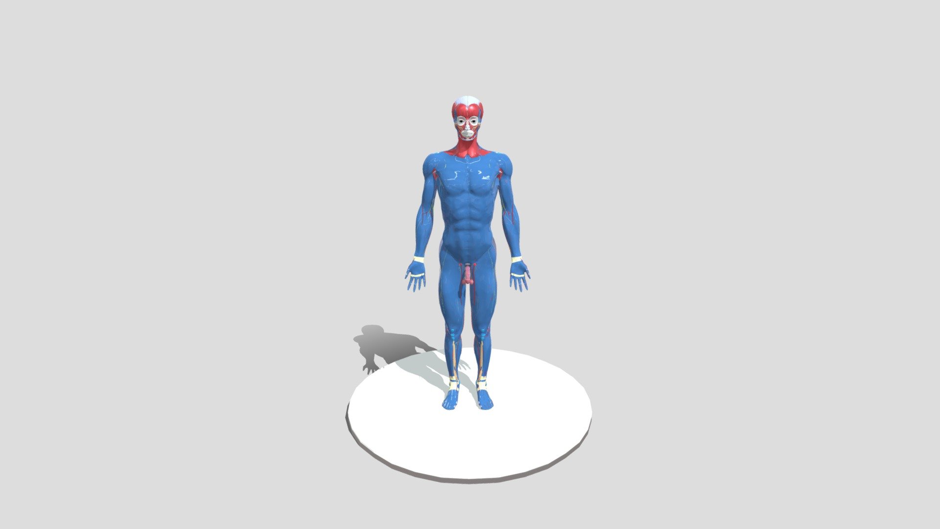 Anatomy - 3D model by baaszunnaiyyer [3ee43c1] - Sketchfab