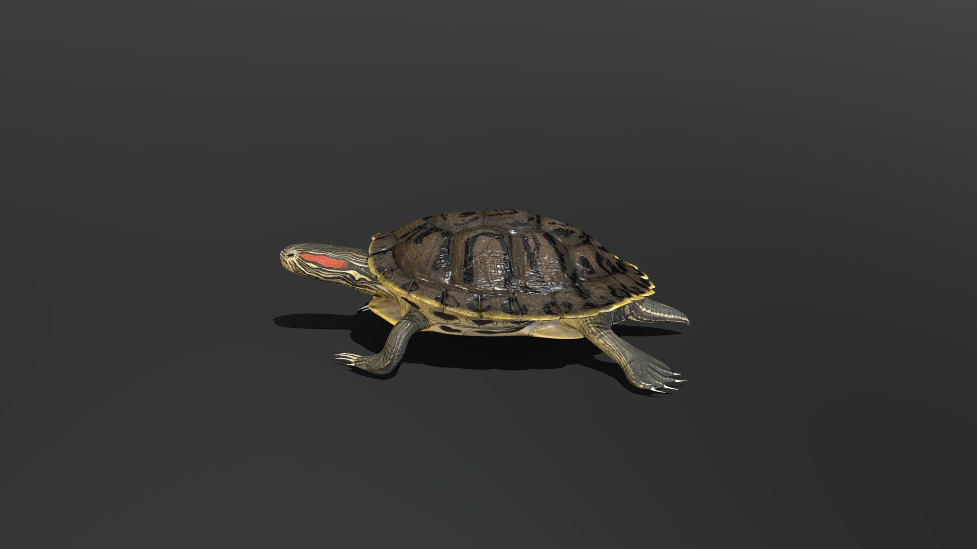 Red-eared Slider - 3D model by NSW DPIRD (@dpicomms) [3ee48e0] - Sketchfab