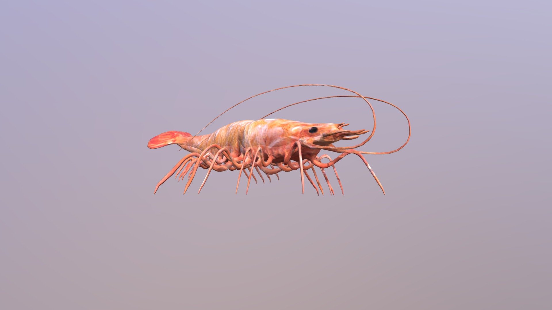 Red Prawn - Buy Royalty Free 3D model by 3dlowpoly [3ee842b ...