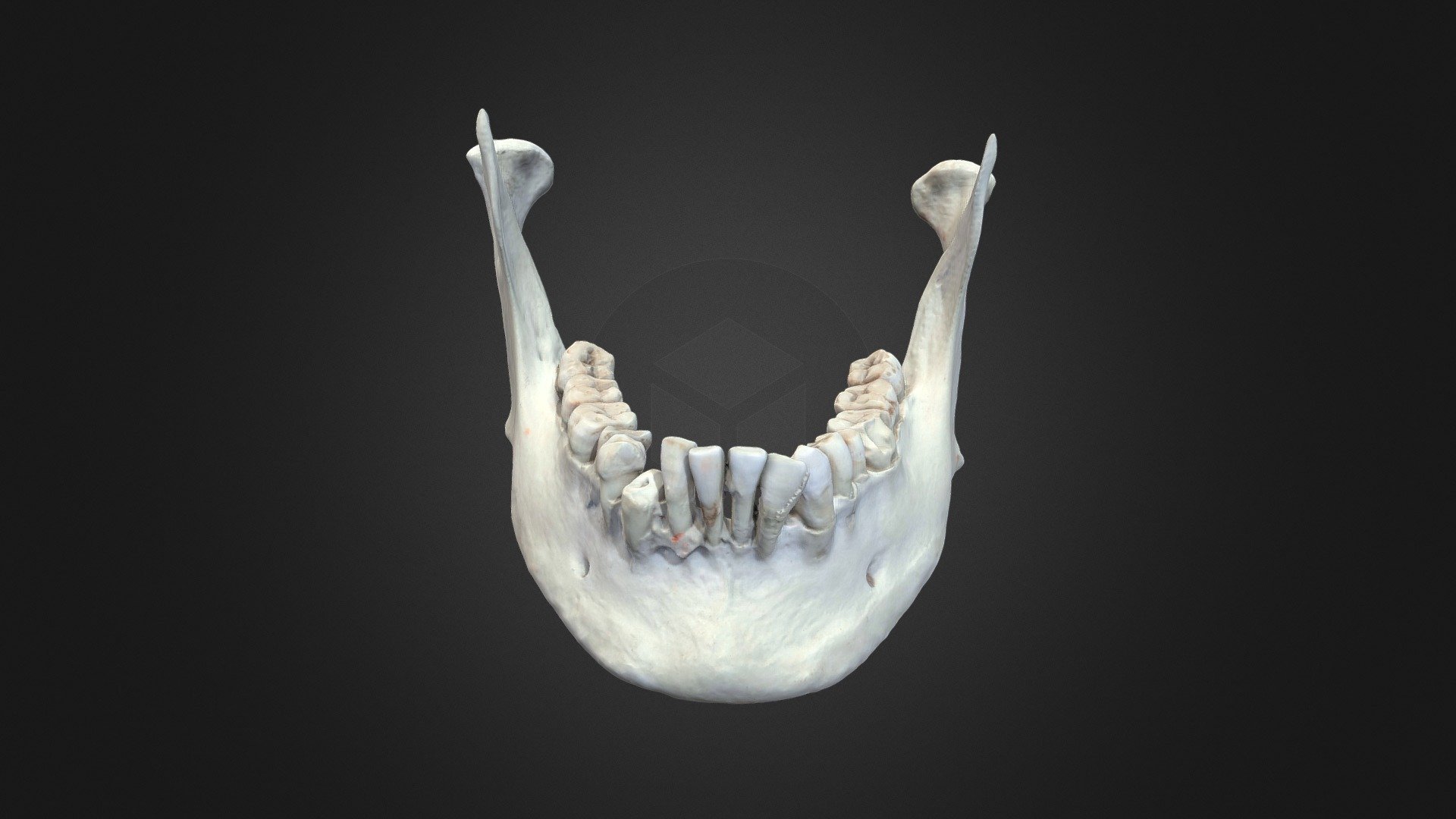 Human Mandible - 3D model by UBC Medicine - Educational Media [3eef1a6 ...