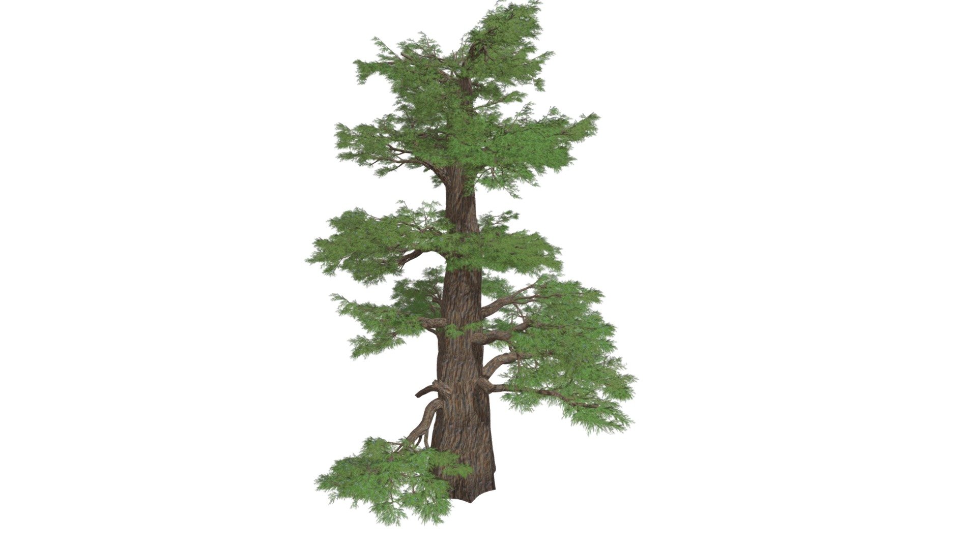 Western Juniper Tree #05 - Buy Royalty Free 3D model by meshshape ...