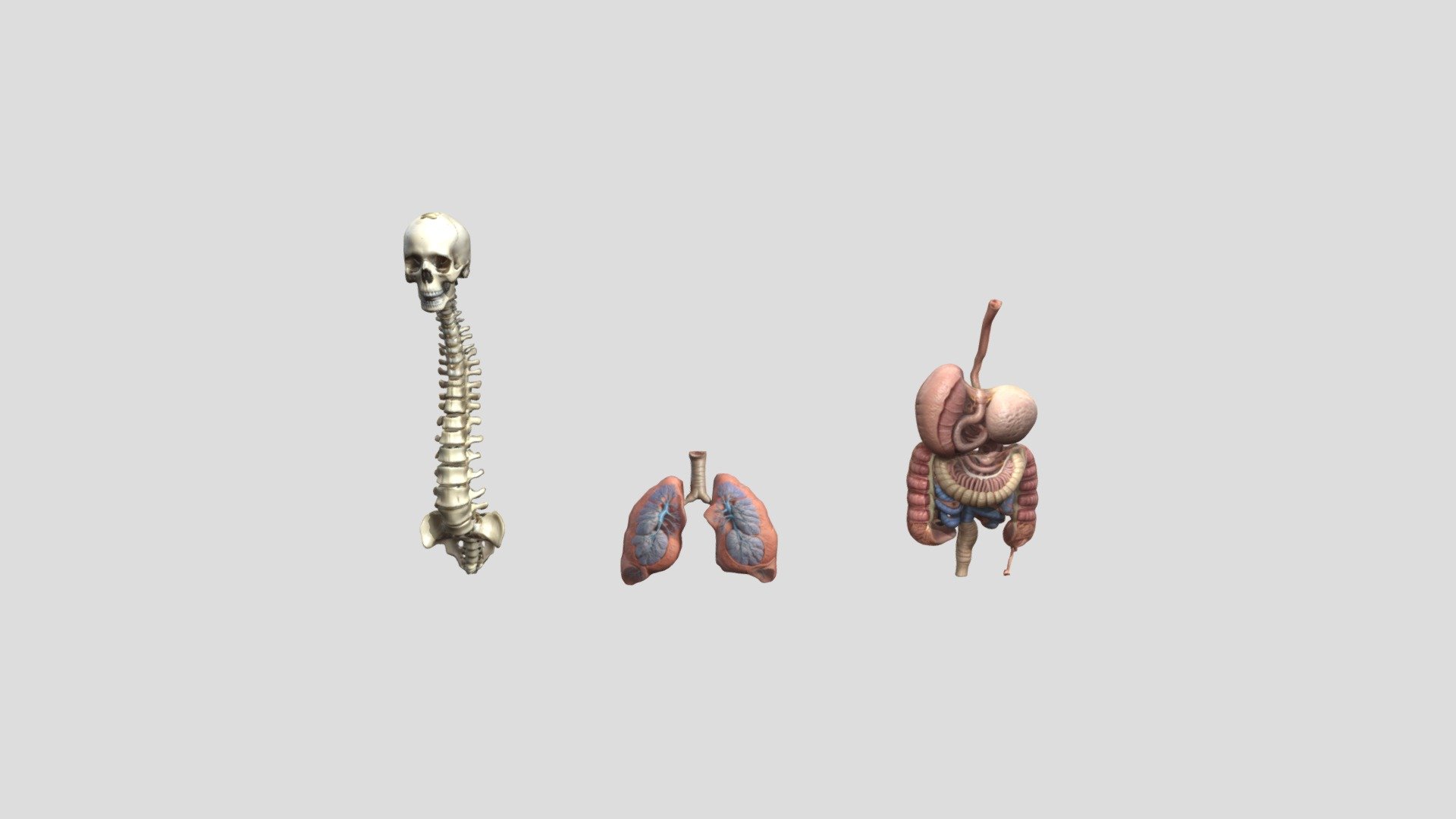 Body Systems - 3D model by Vivek Narzary (@vneducation) [3ef7f81 ...