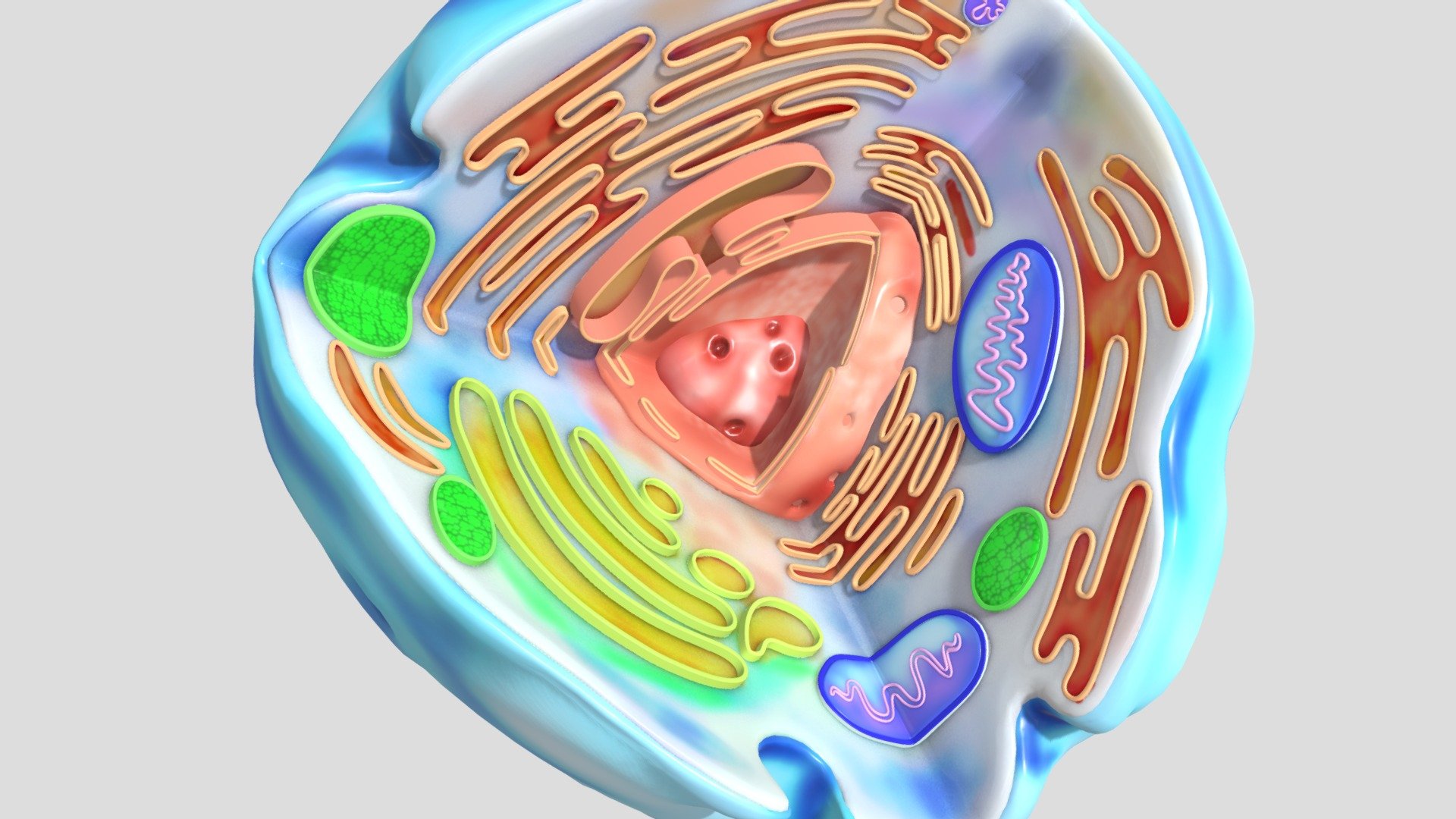 Human Cell - 3D model by aidasary75 [3f05c9a] - Sketchfab
