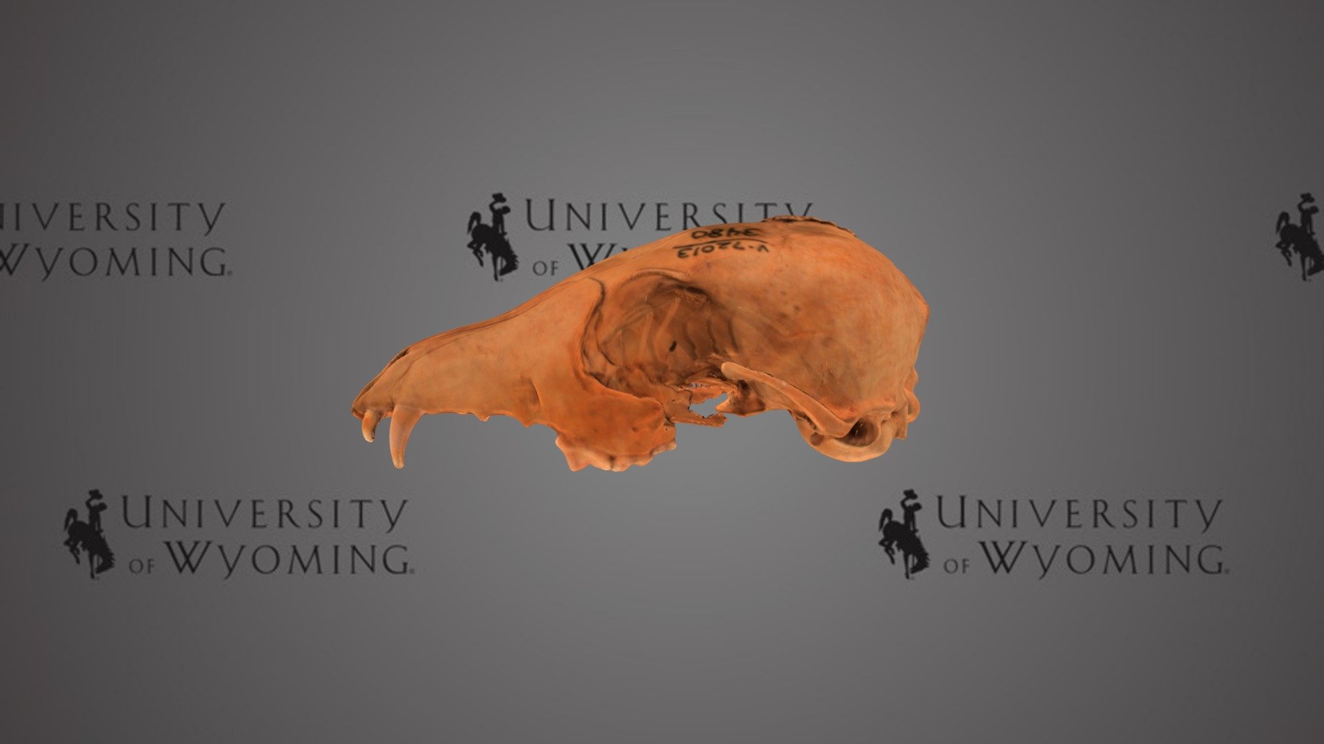 UW 3480 - Vulpes velox, Skull - Download Free 3D model by University of ...