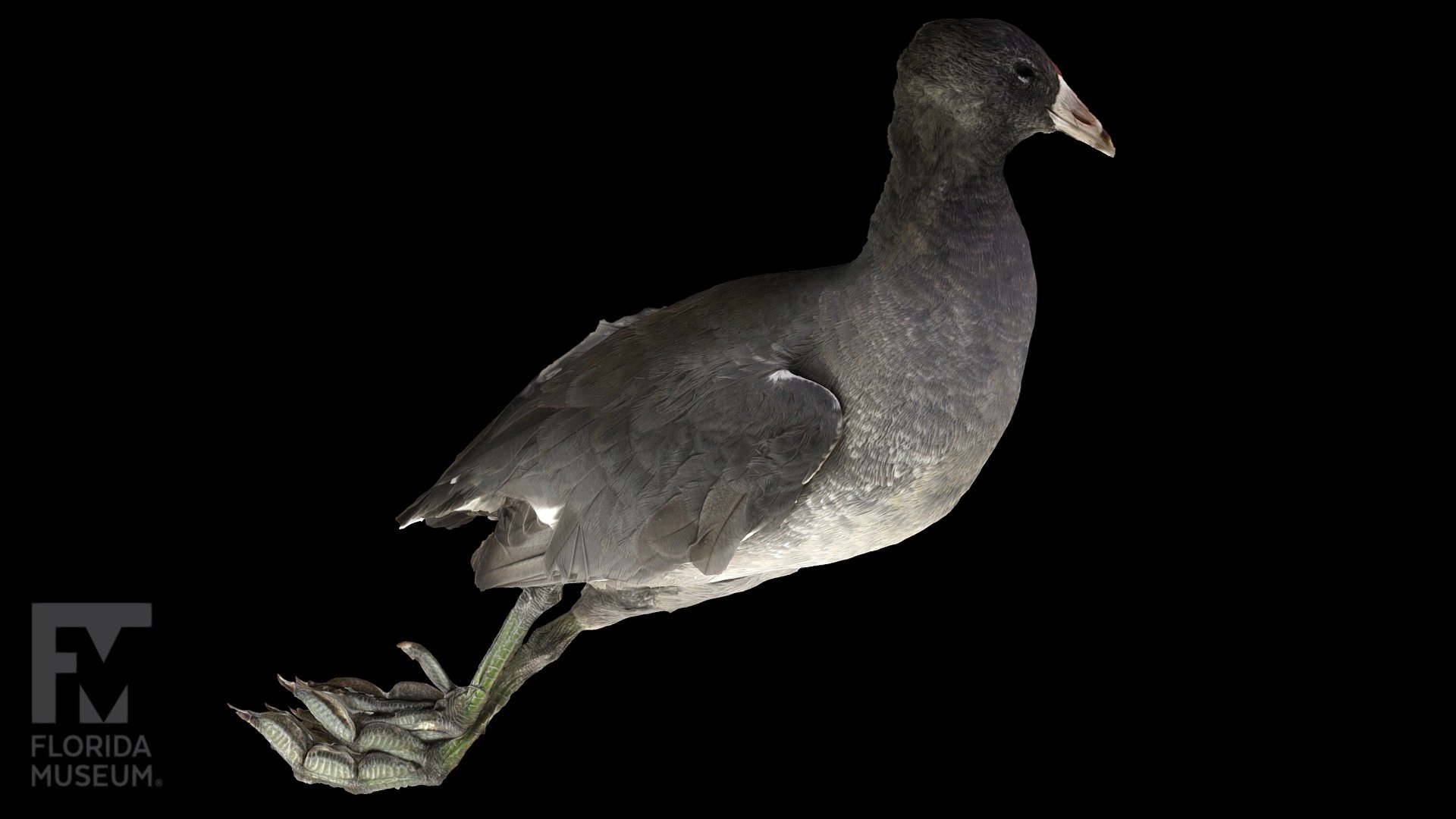 American coot - 3D model by FloridaMuseum [3f12533] - Sketchfab