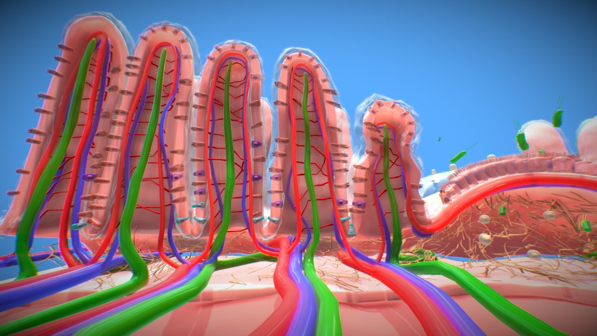 Gut Barrier - 3D model by (MEDPIXEL) (@medpixel) [3f1641c] - Sketchfab