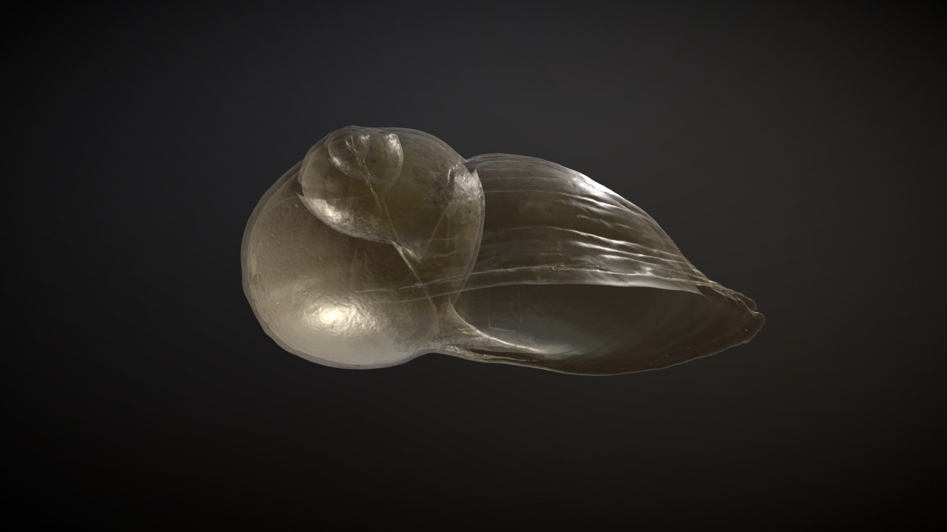 Roman Snail Shell - 3D model by Katherine Wolcott (@katiewolcott ...