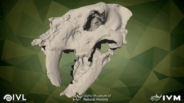 Homotherium 3D models - Sketchfab