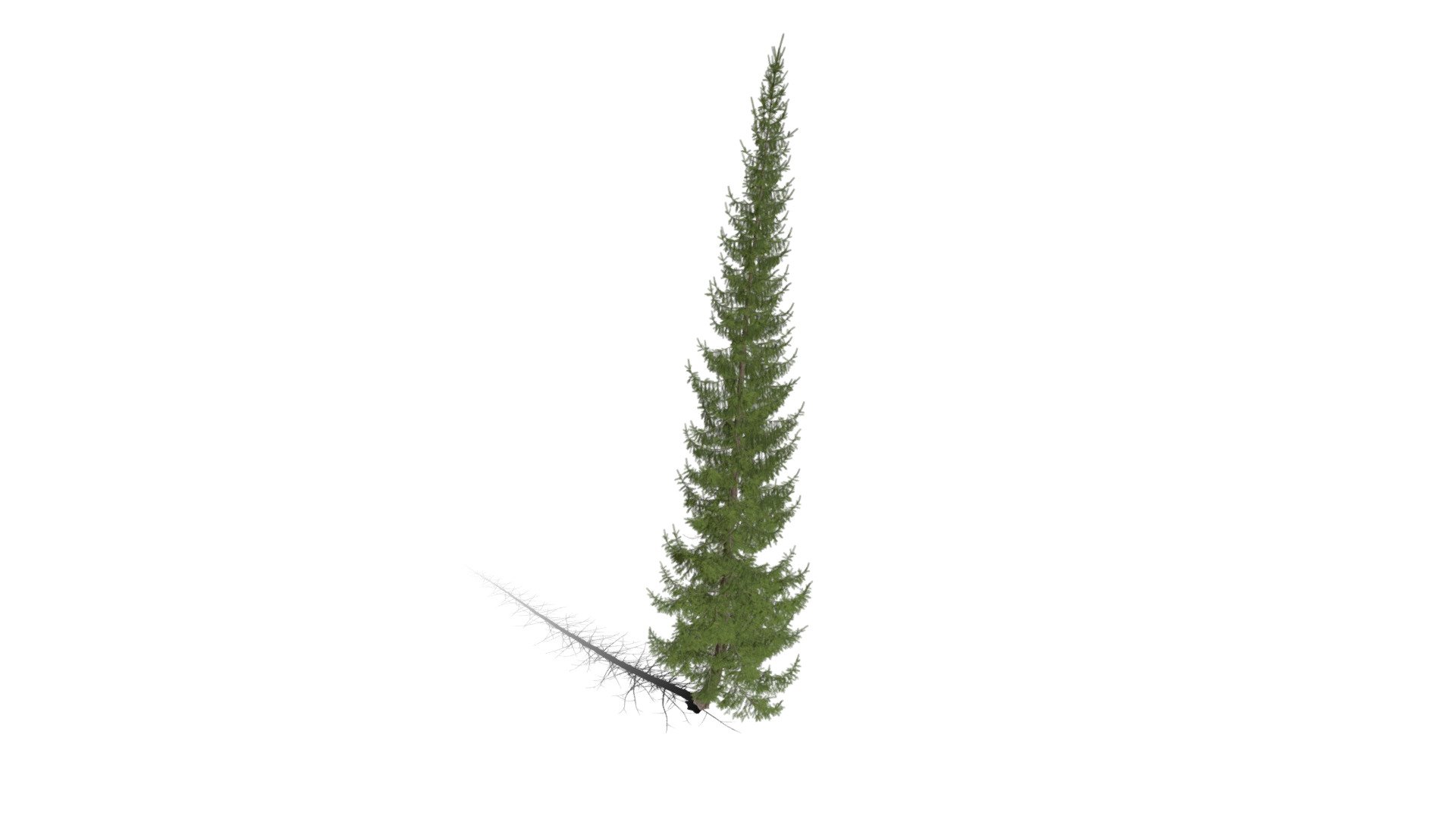 Realistic HD Norway spruce (30/43) - Buy Royalty Free 3D model by ...
