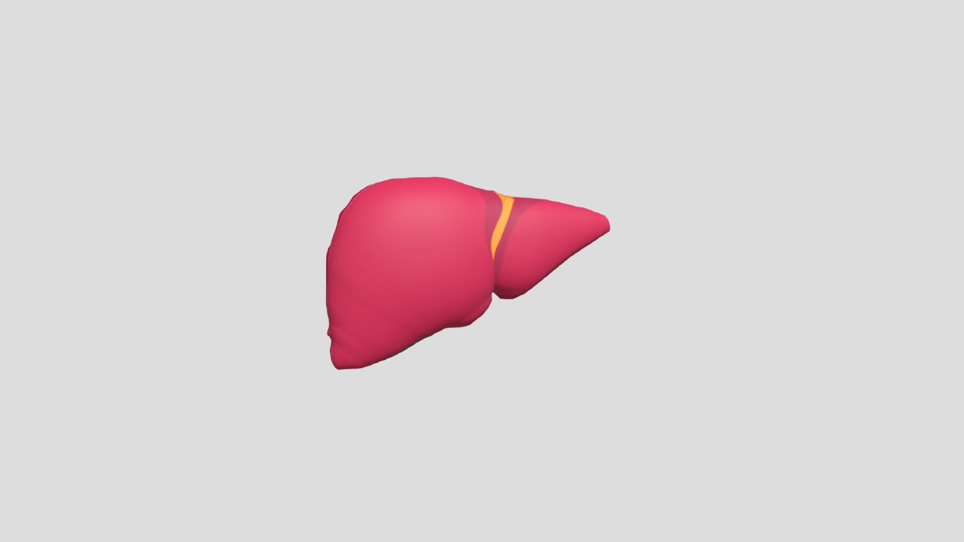 Latihan 3 (liver) - Download Free 3D model by wantykhaira [3f28025 ...