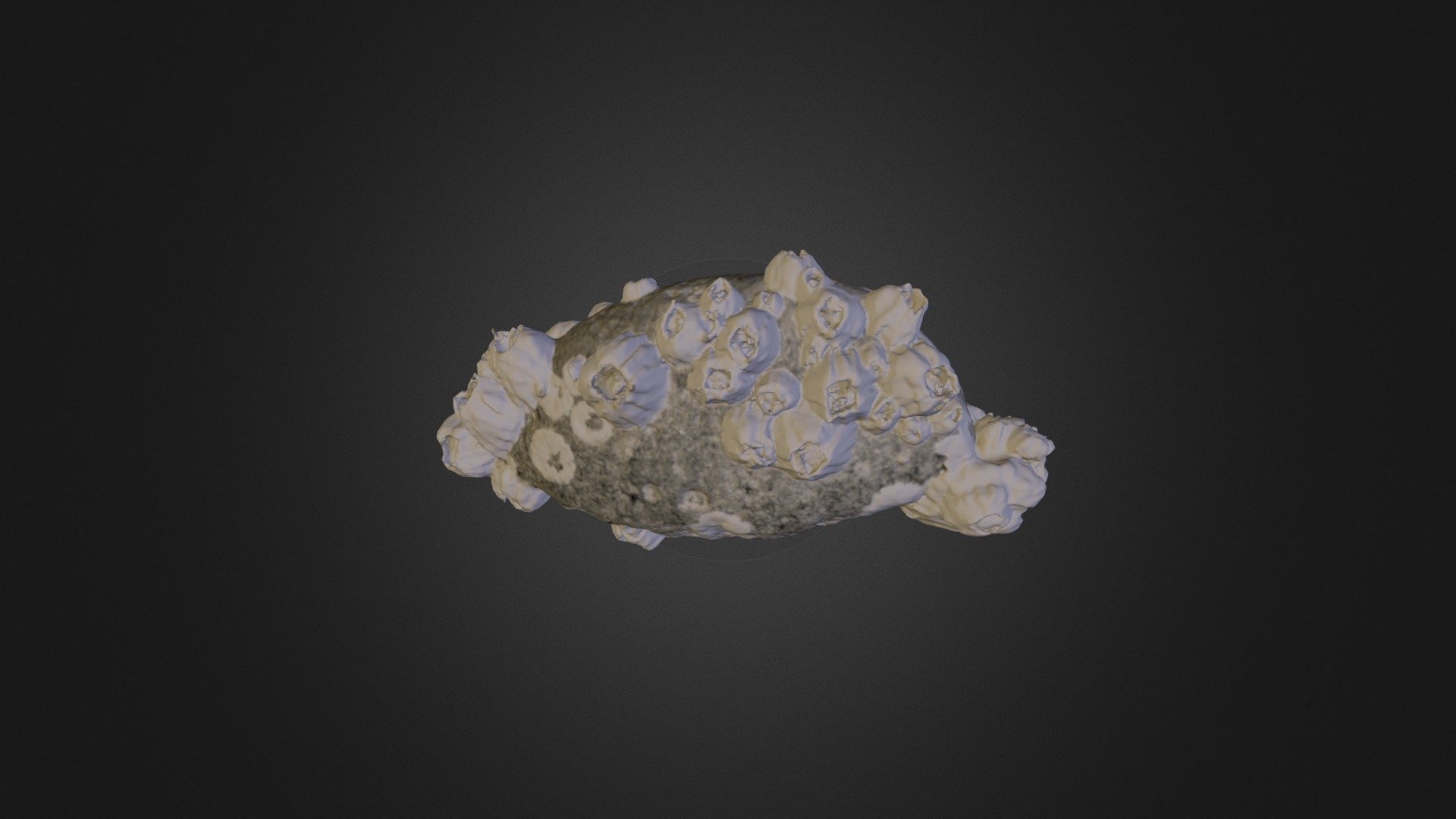 Barnacle Rock - Download Free 3D model by ryalisove [3f28374] - Sketchfab