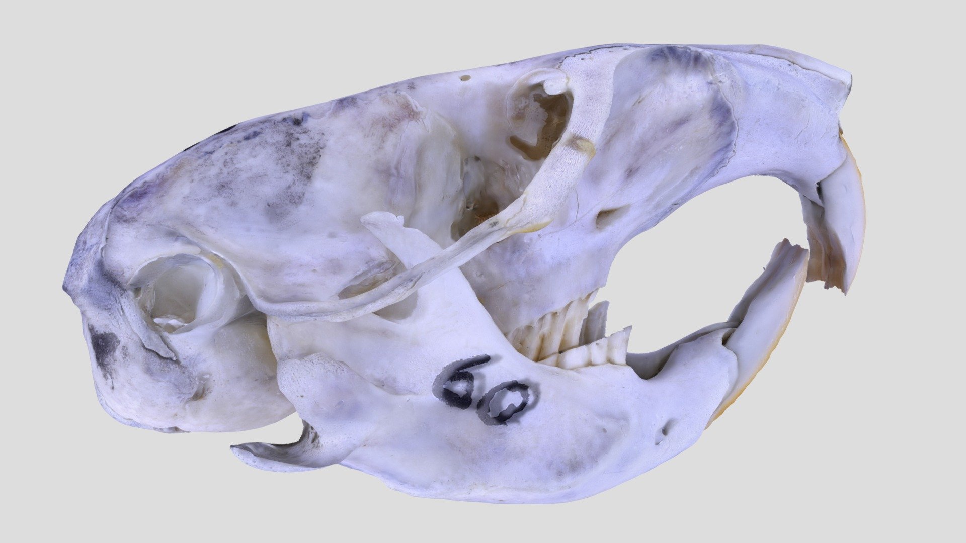UWYMV:Mamm:2669, Thomomys talpoides, skull - Download Free 3D model by ...