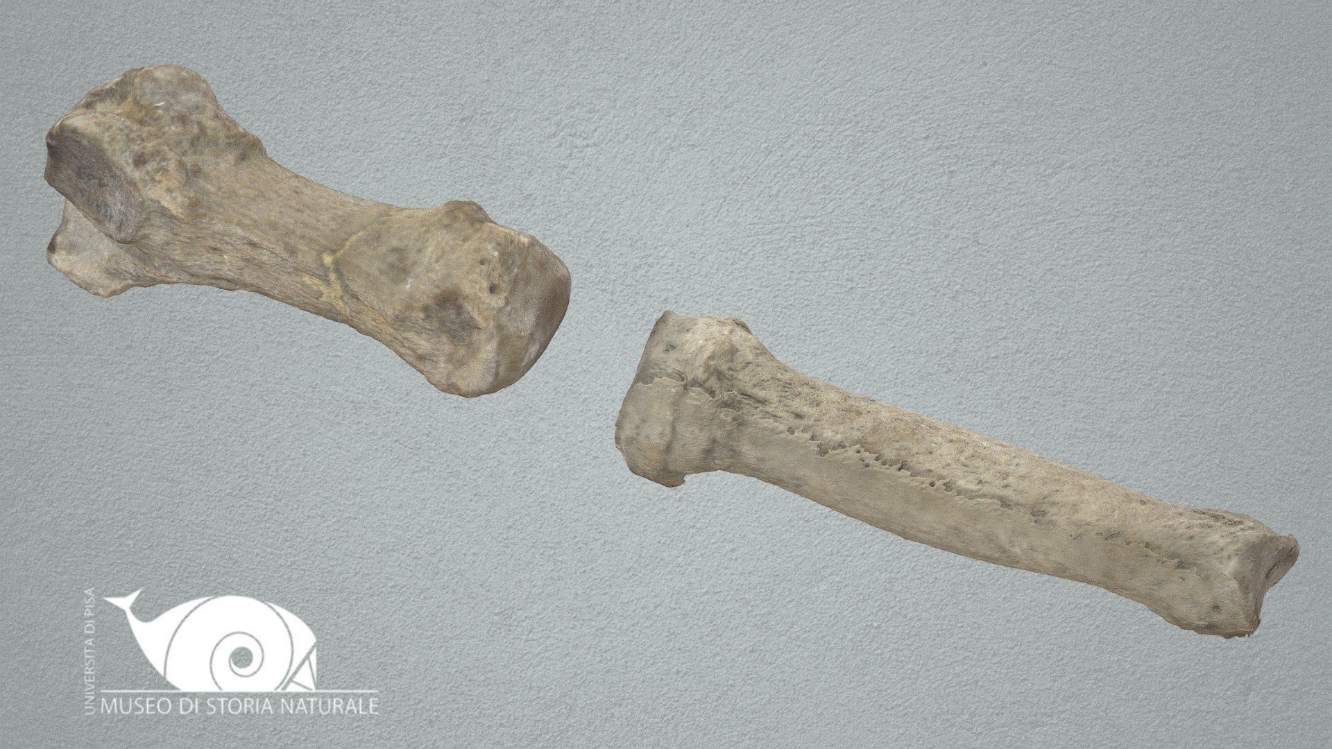 Etruscan seal (digit III of right hind flipper) - 3D model by Natural ...