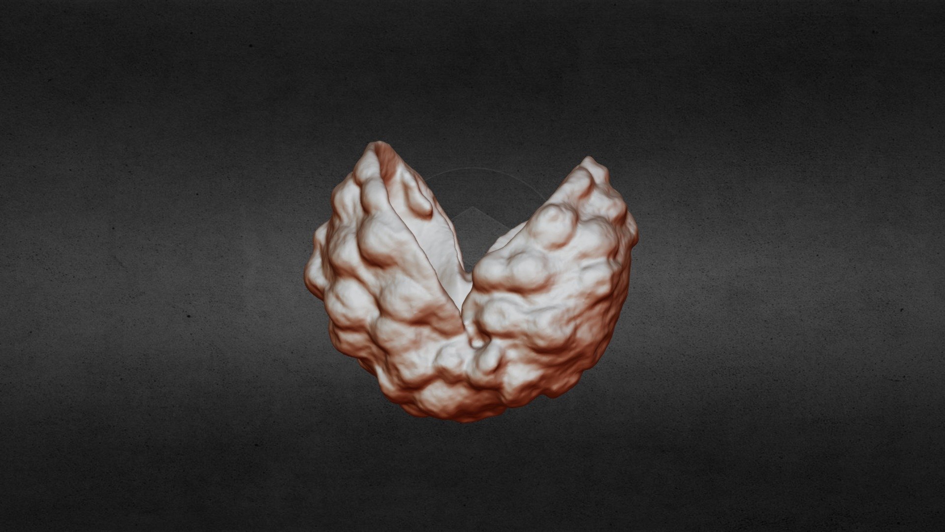 Plant seed - Download Free 3D model by thunk3d.scanner [3f388e8 ...